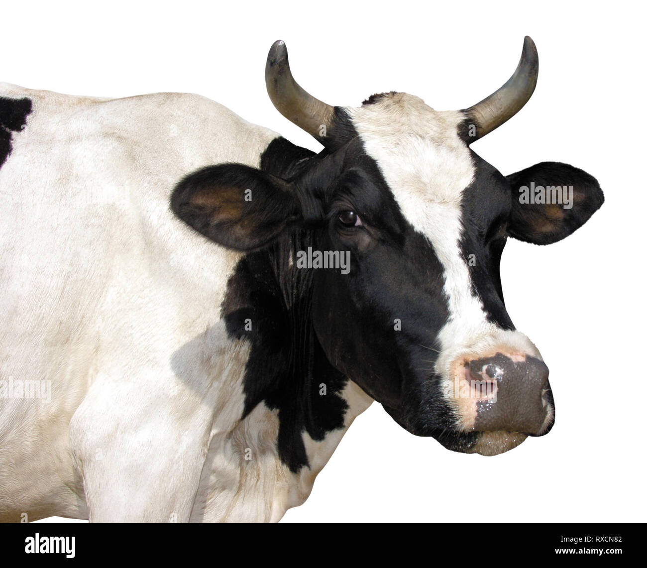 Farm Animals - Holstein Cow isolated on white background Stock Photo ...