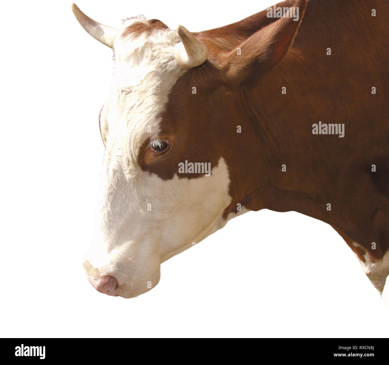 Farm Animals - Cow isolated on white background Stock Photo - Alamy