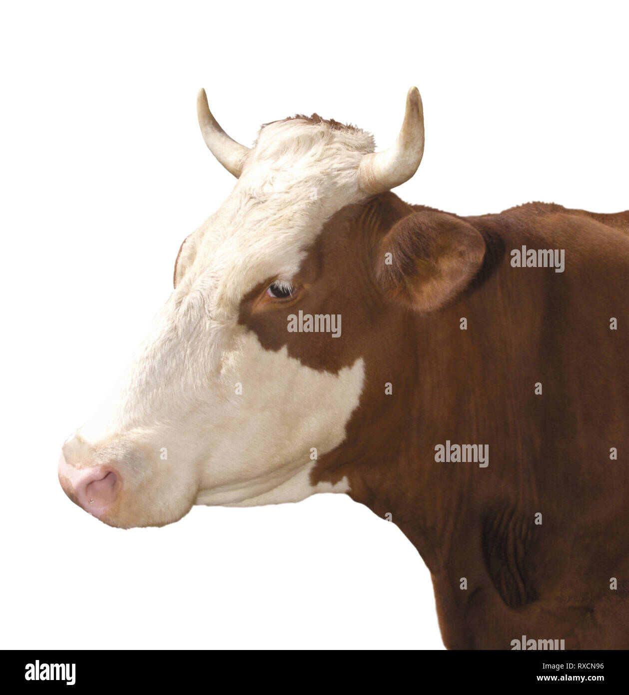 Farm Animals - Cow isolated on white background Stock Photo - Alamy