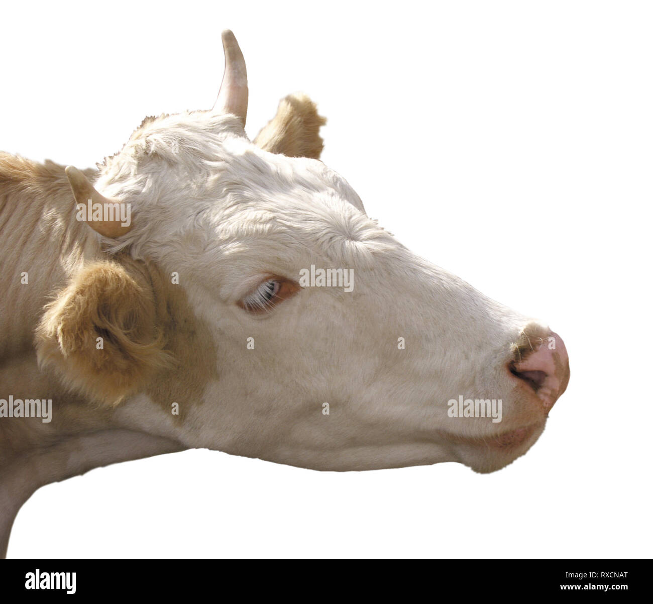 Farm Animals - Cow isolated on white background Stock Photo - Alamy