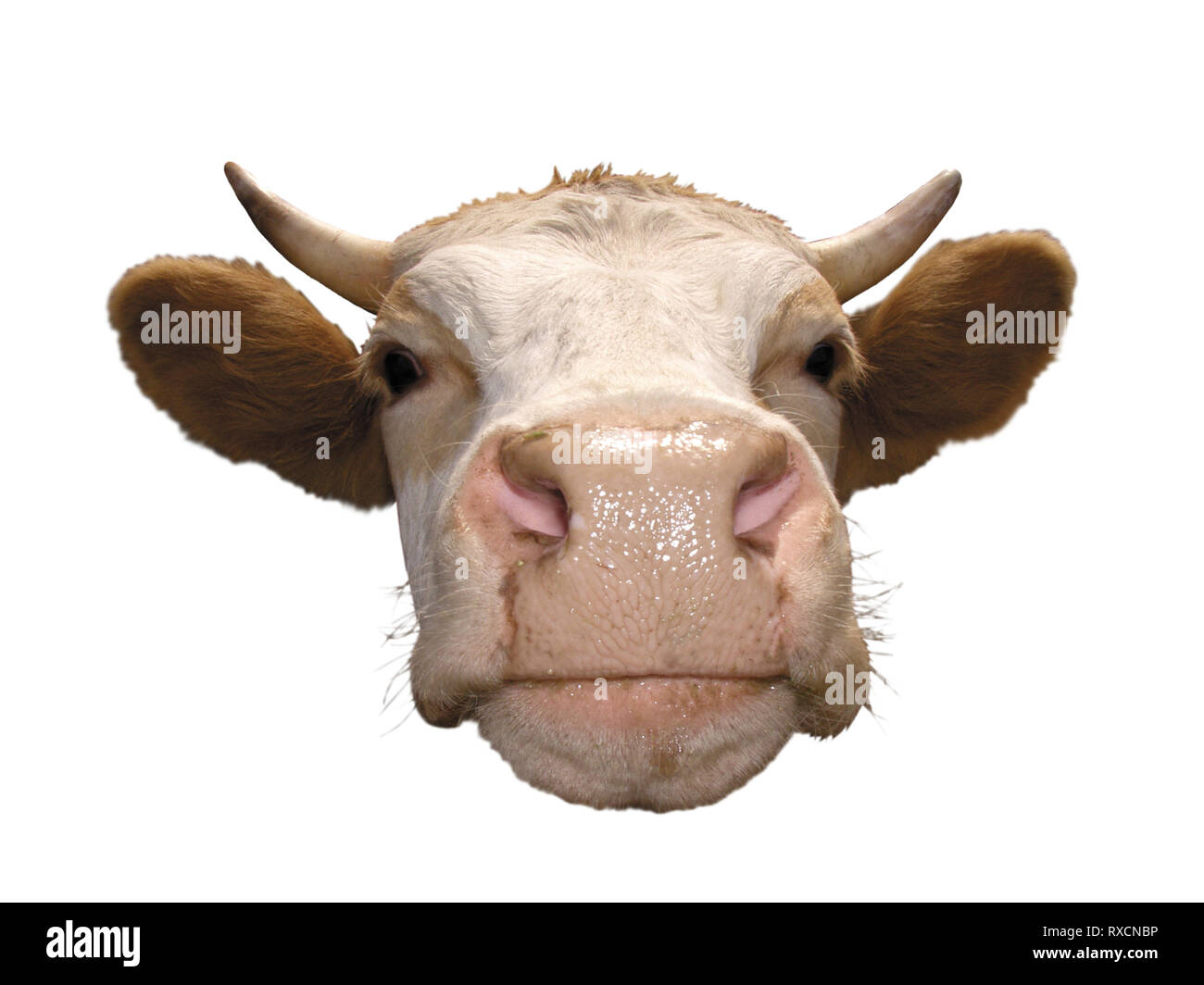 Farm Animals - Cow head isolated on white background Stock Photo - Alamy