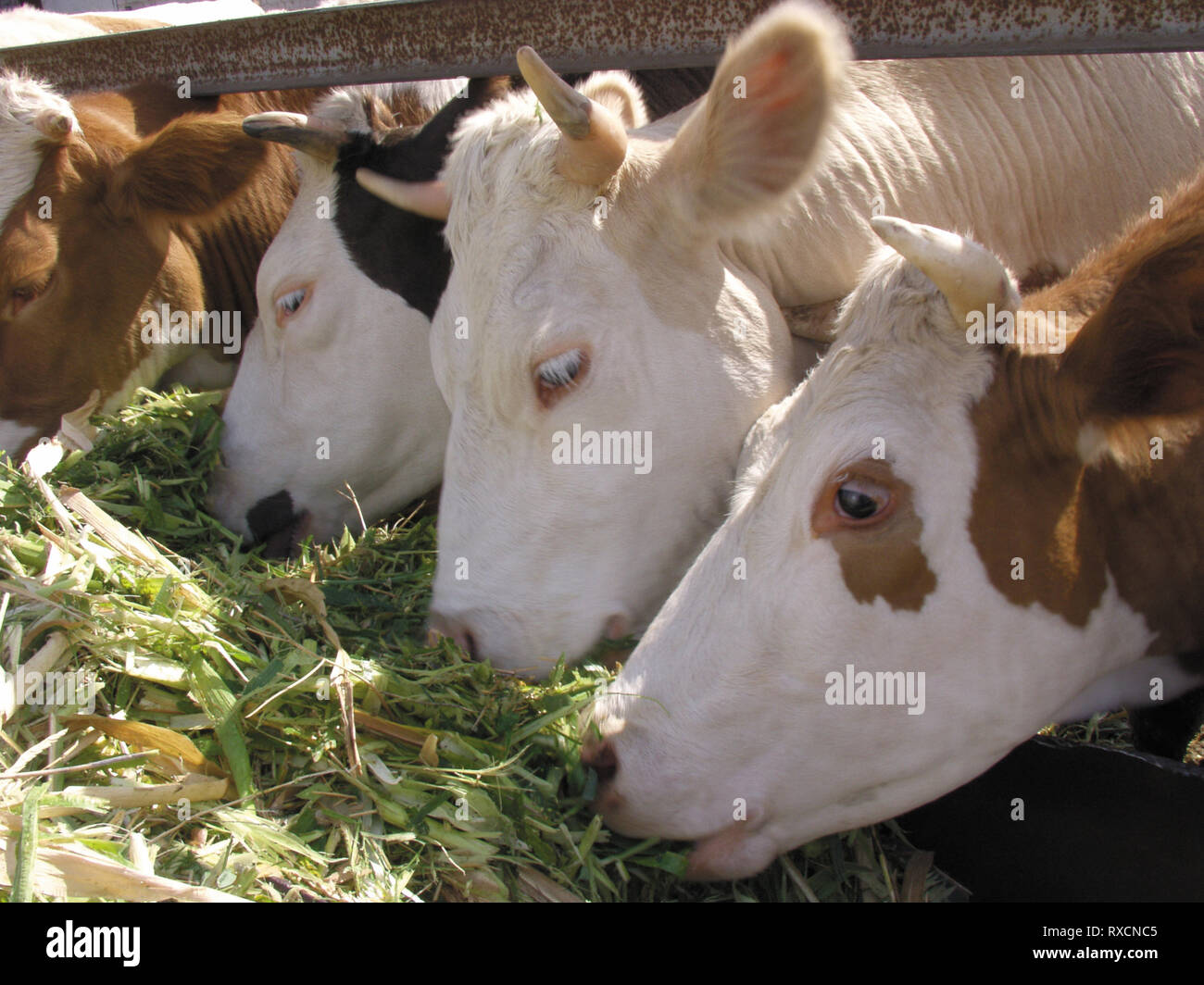 Farm Animals - cows eat a Grass Stock Photo - Alamy