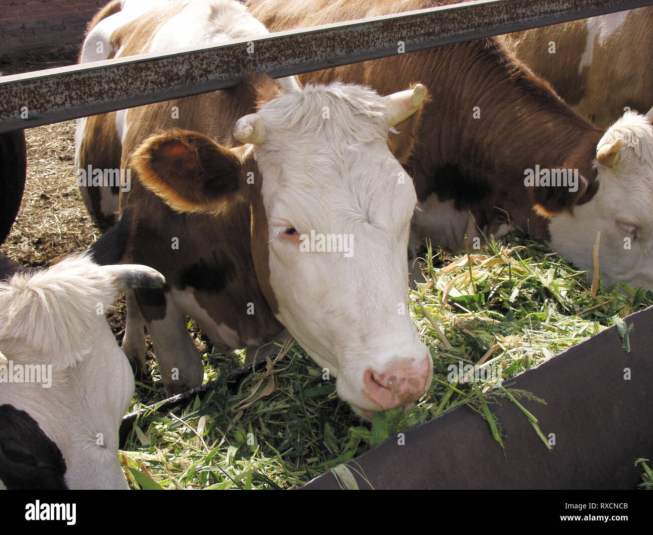 Farm Animals - cows eat a Grass Stock Photo - Alamy