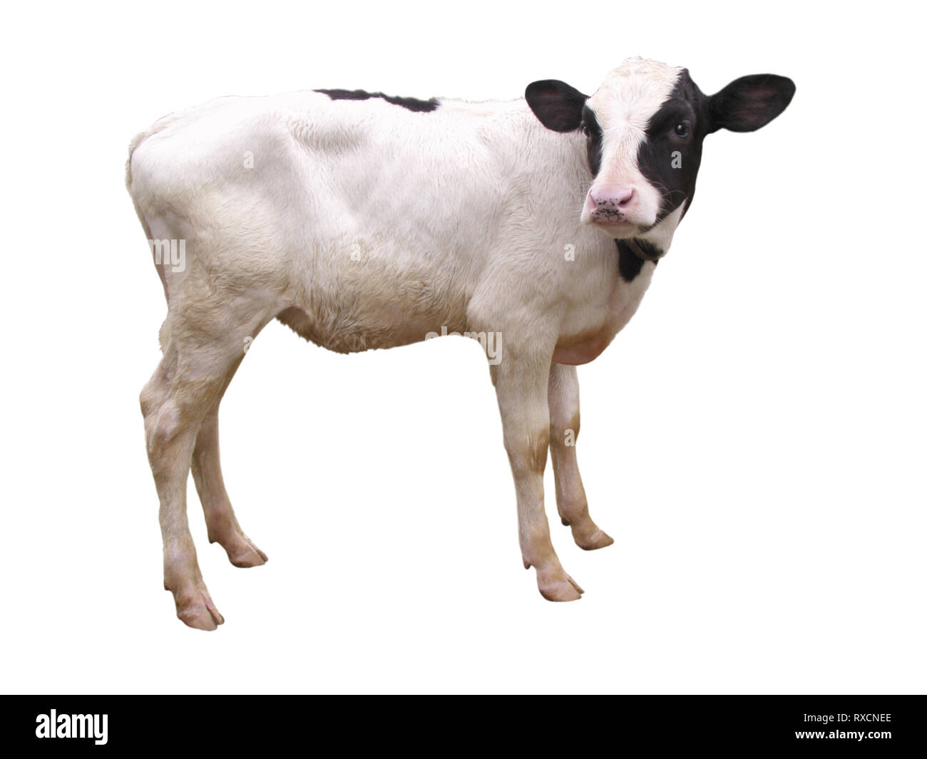 Cow on rural dairy farm Cut Out Stock Images & Pictures - Alamy