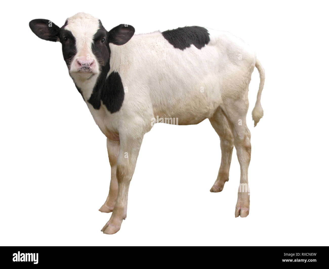 Farm Animals - Calf cow isolated on white background Stock Photo - Alamy