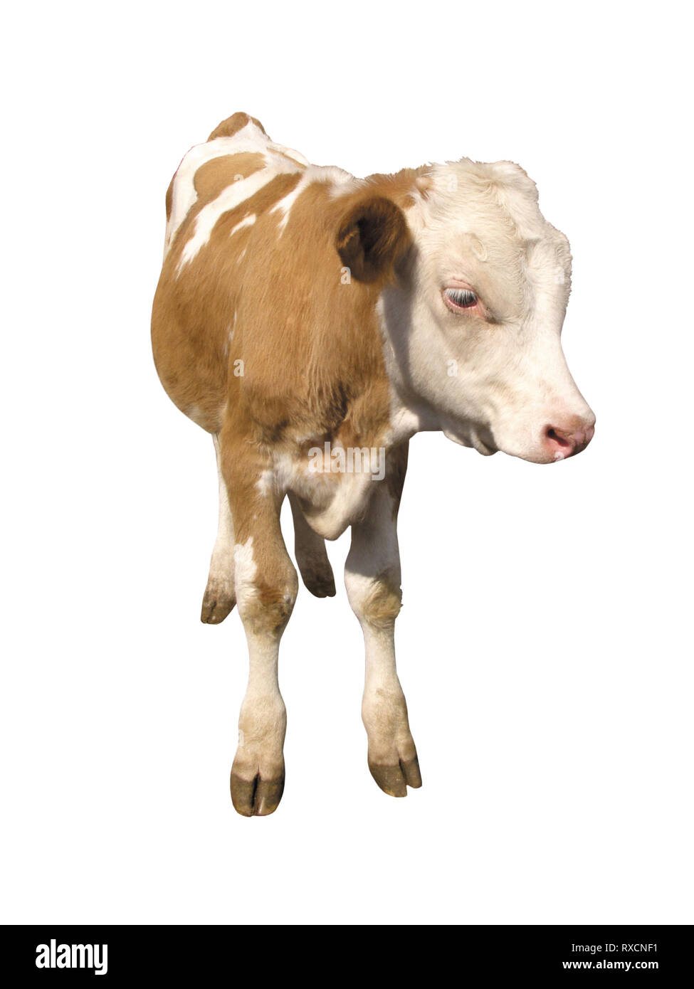 Cow and calf wallpaper Cut Out Stock Images & Pictures - Alamy