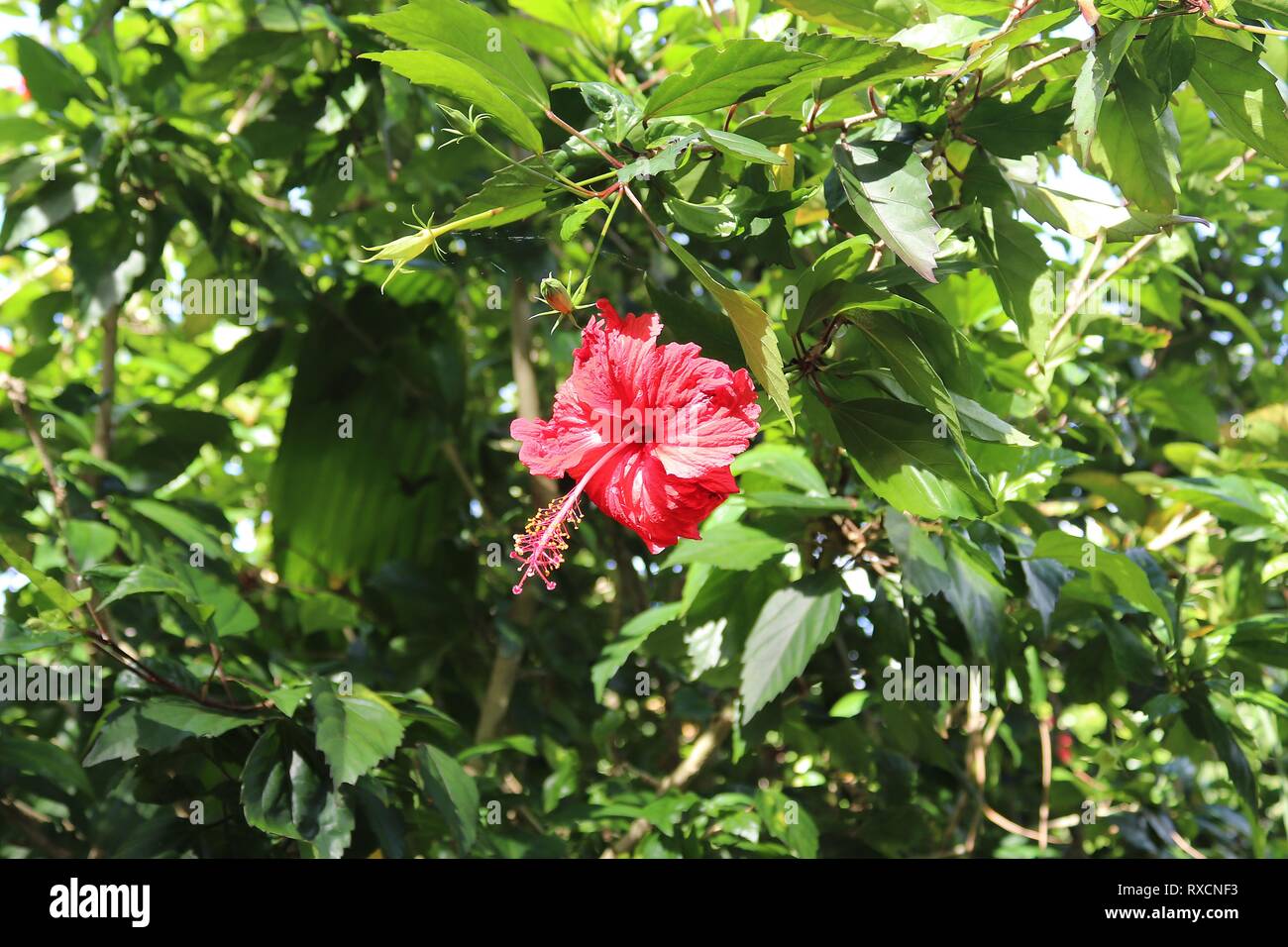 Colorful macro shots of flowers on the Seychelles island Stock Photo ...