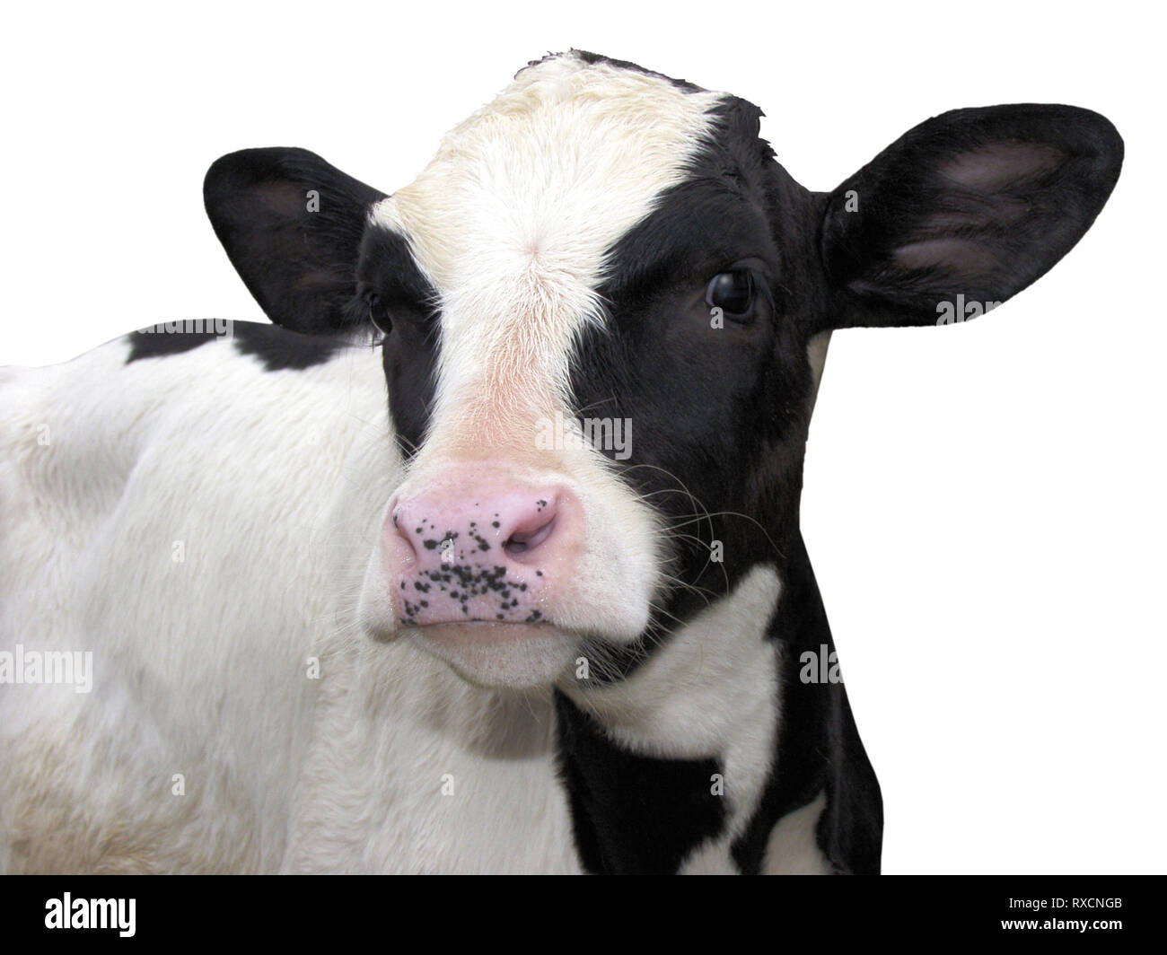 Farm Animals - Calf cow isolated on white background Stock Photo - Alamy