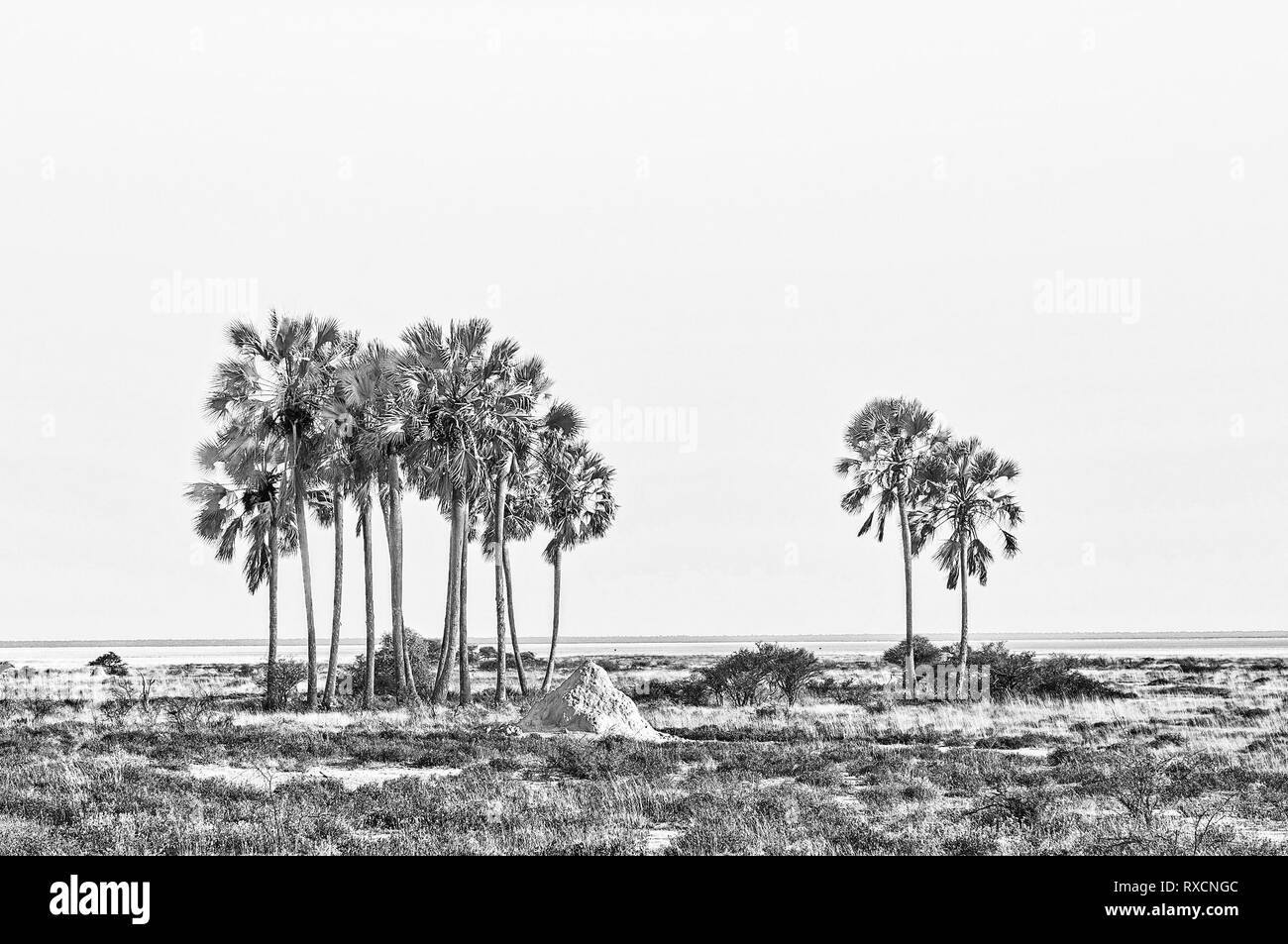 A cluster of makalani palm trees, Hyphaene petersiana, at Fischers Pan ...
