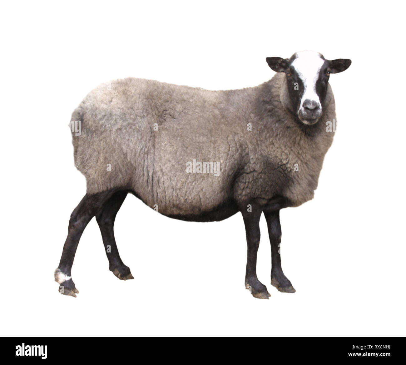 Farm Animals - Sheep isolated on white background Stock Photo - Alamy
