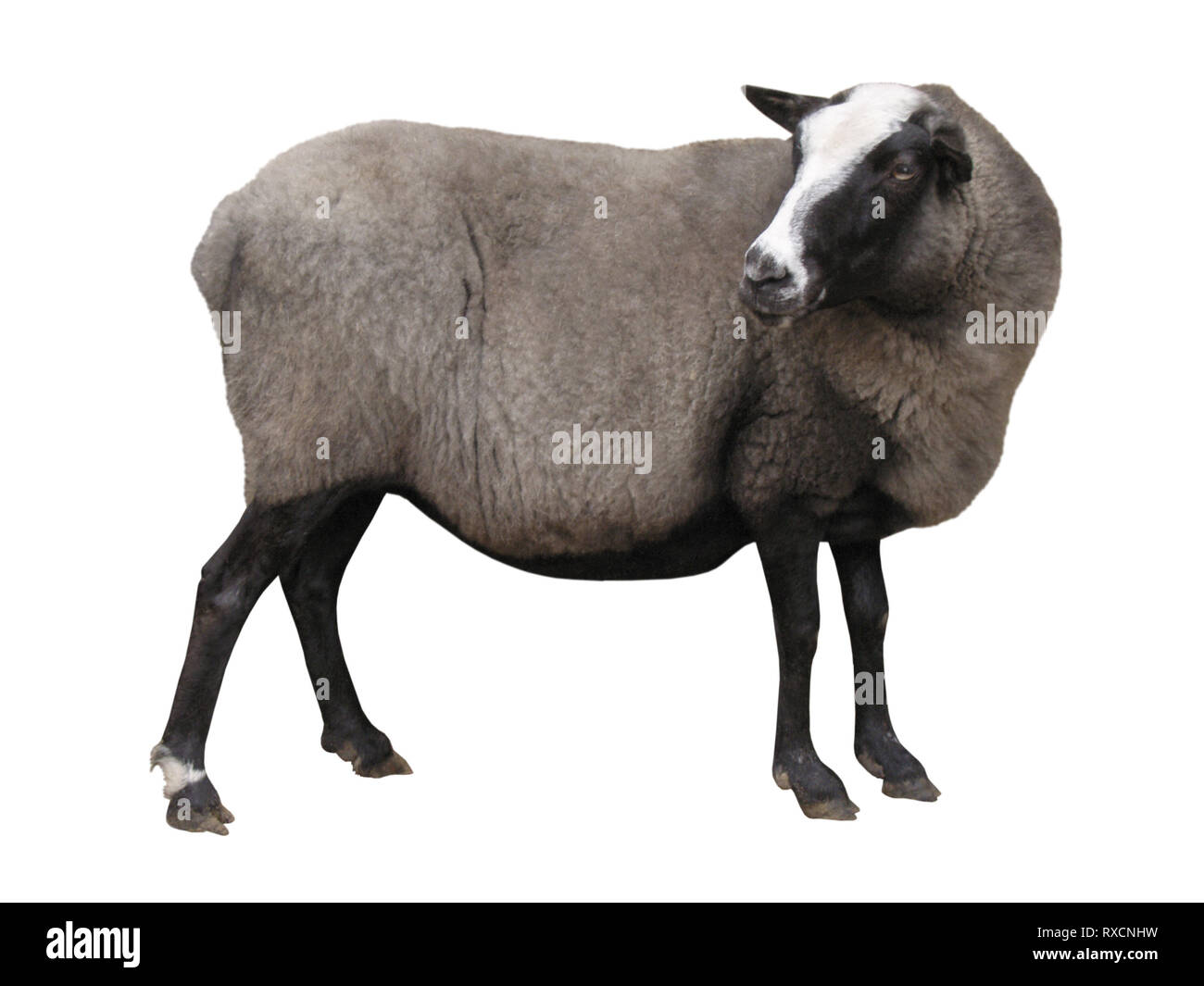 Farm Animals - Sheep isolated on white background Stock Photo - Alamy