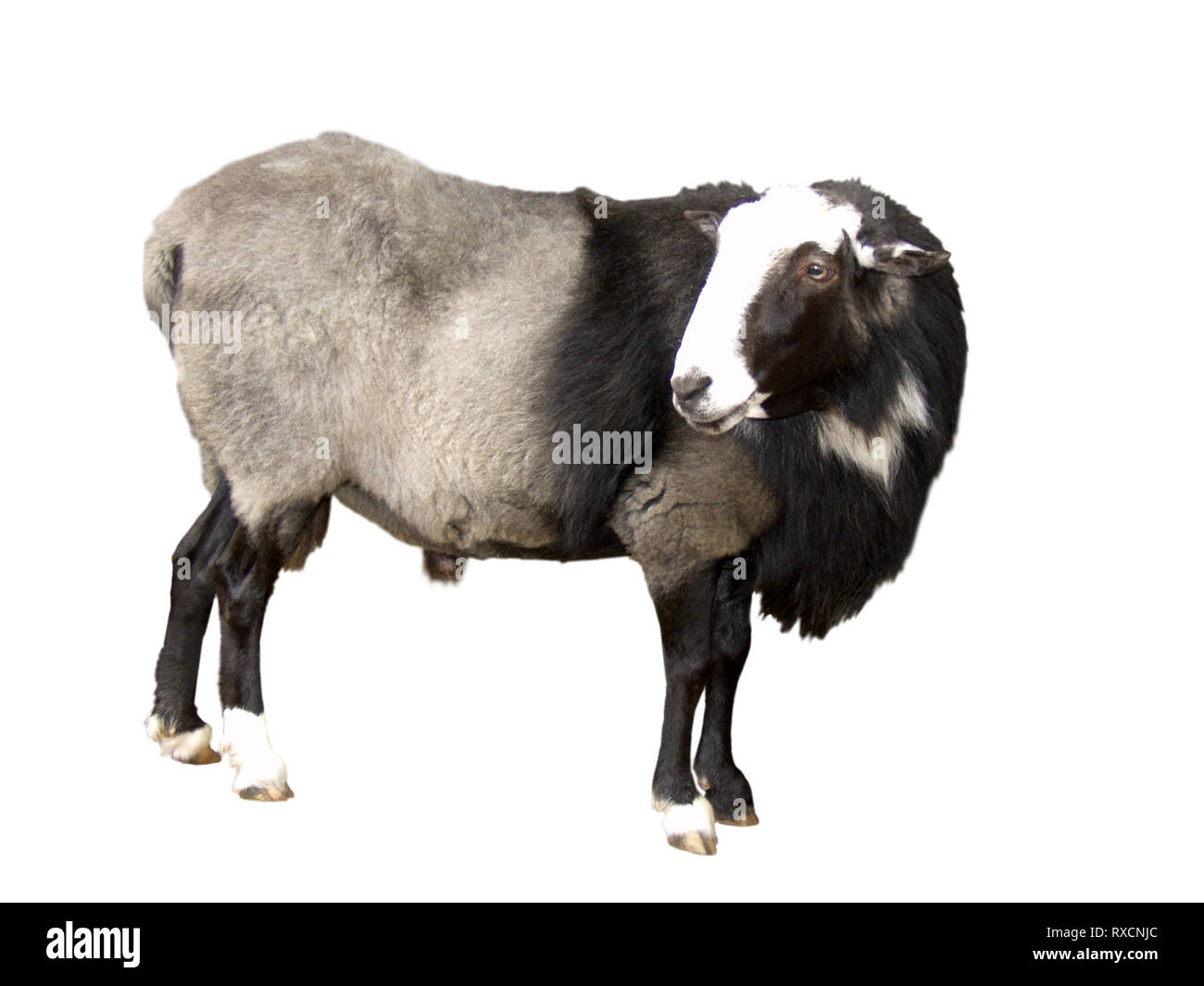 Farm Animals - Sheep isolated on white background Stock Photo - Alamy
