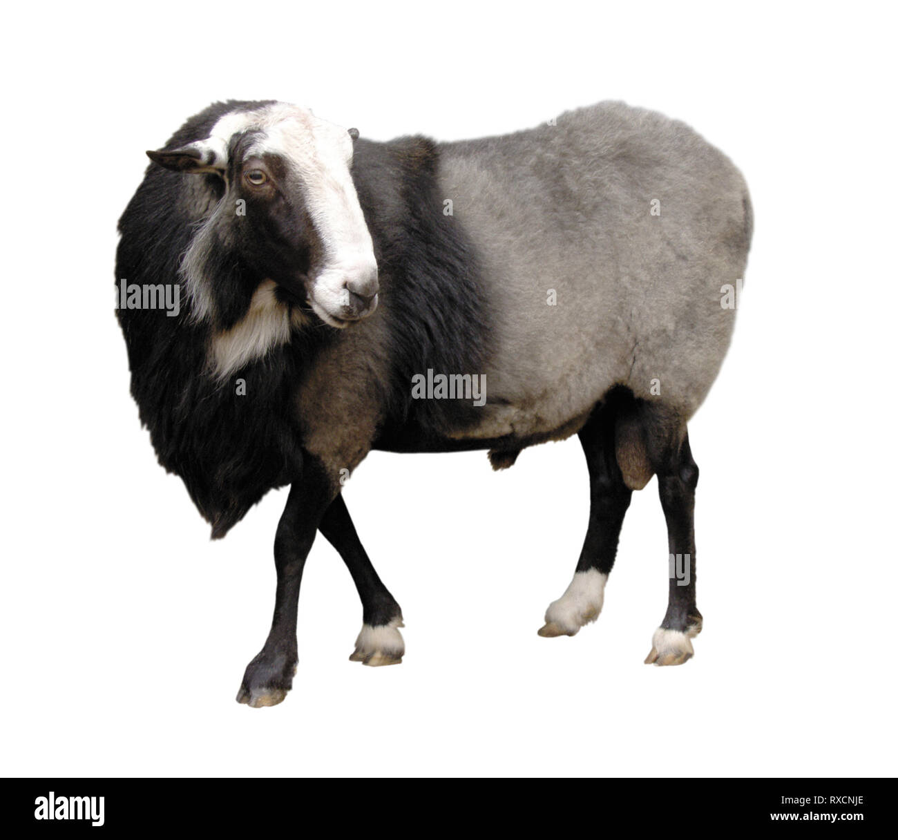 Farm Animals - Sheep isolated on white background Stock Photo - Alamy