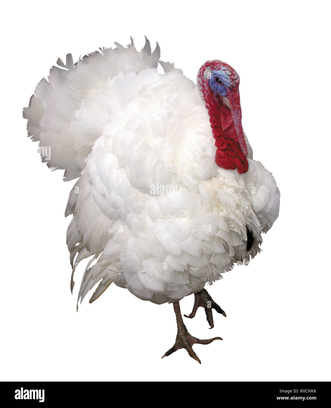 Turkey Bird isolated on white background Stock Photo - Alamy