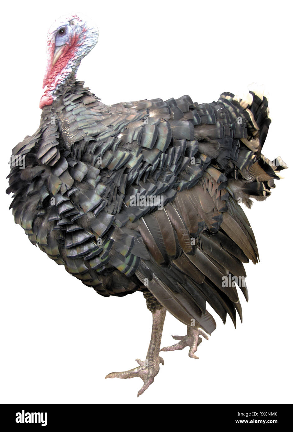 Turkey Bird isolated on white background Stock Photo - Alamy