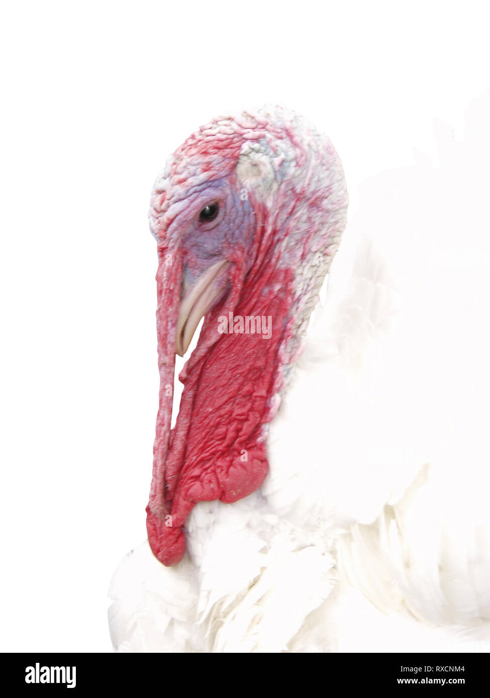 Turkey Bird isolated on white background Stock Photo - Alamy