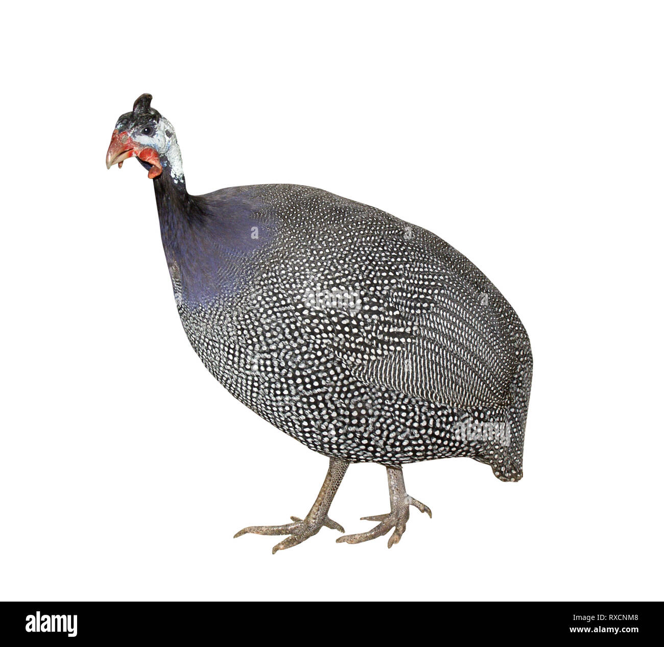 Turkey Bird isolated on white background Stock Photo - Alamy