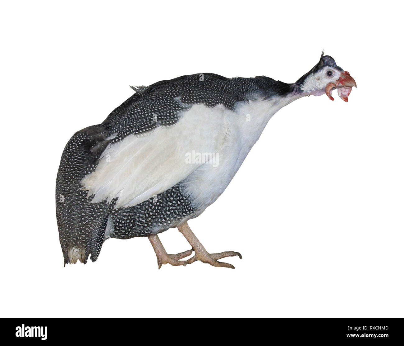 Turkey Bird isolated on white background Stock Photo - Alamy