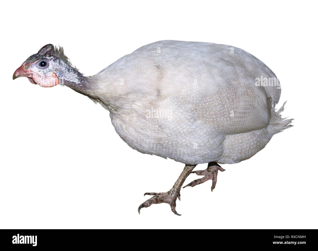 Turkey Bird isolated on white background Stock Photo - Alamy