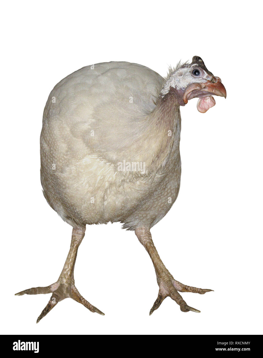 Turkey Bird isolated on white background Stock Photo - Alamy