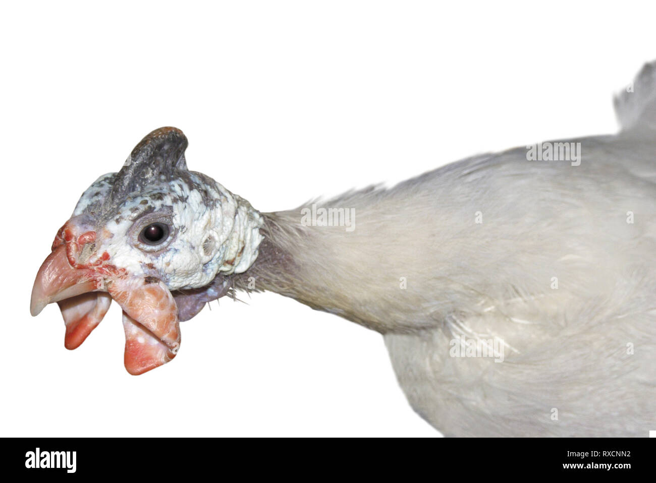 Turkey Bird isolated on white background Stock Photo - Alamy