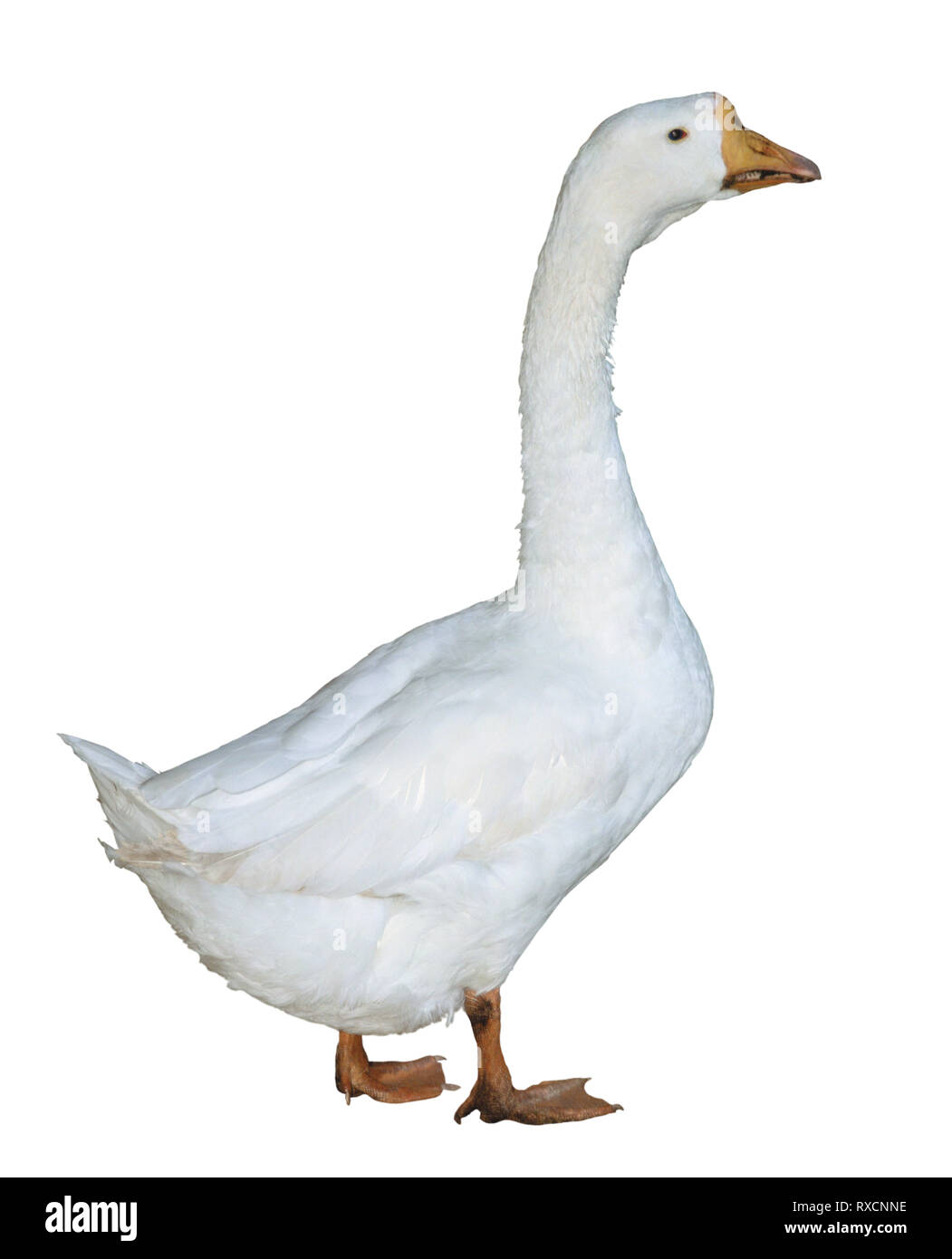 White Goose White Background