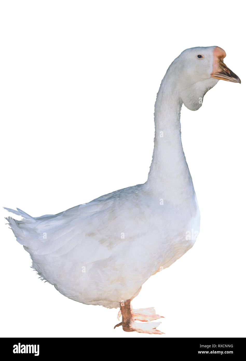 Geese isolated on white background Stock Photo - Alamy