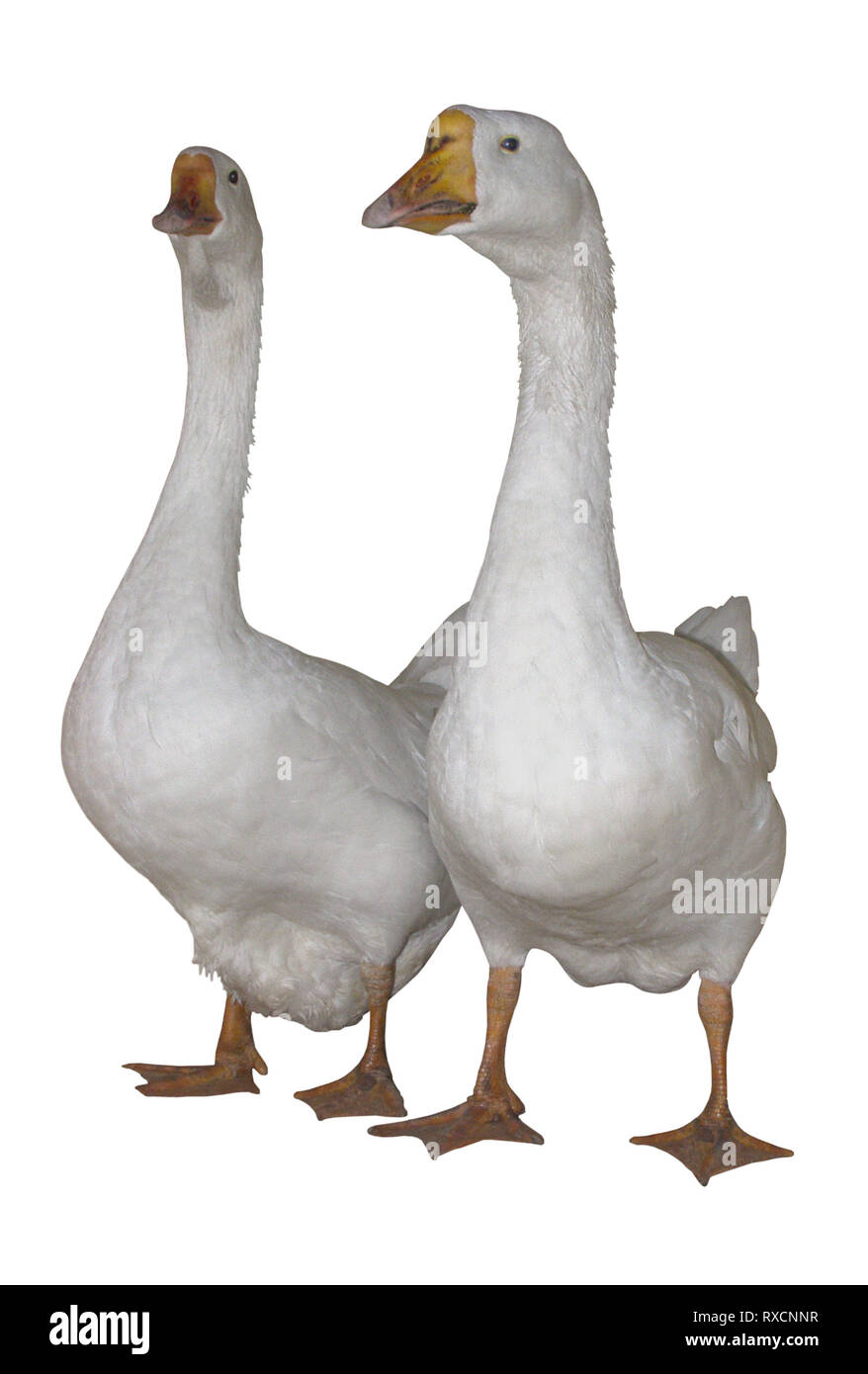 Geese isolated on white background Stock Photo - Alamy