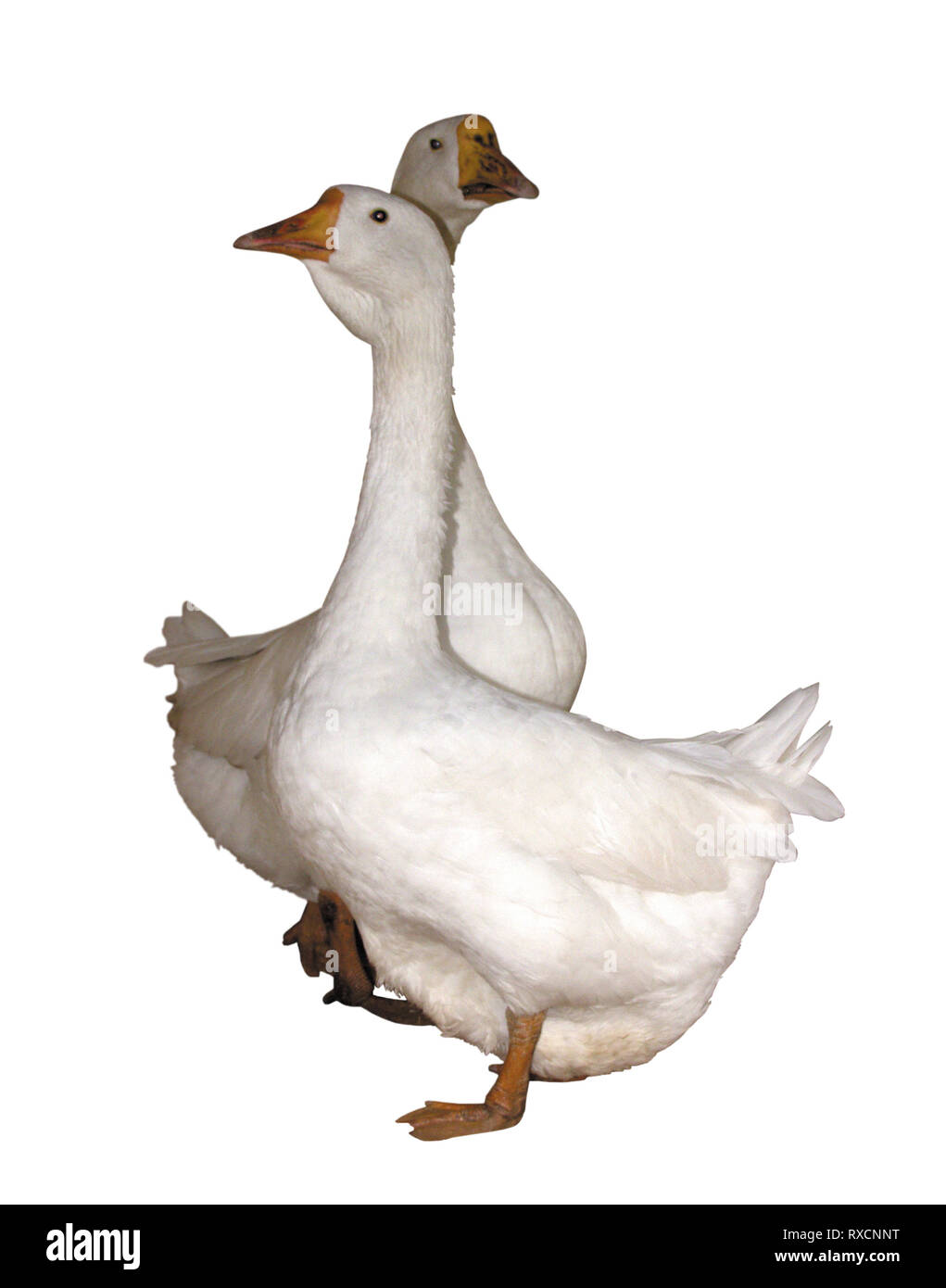 Geese isolated on white background Stock Photo - Alamy