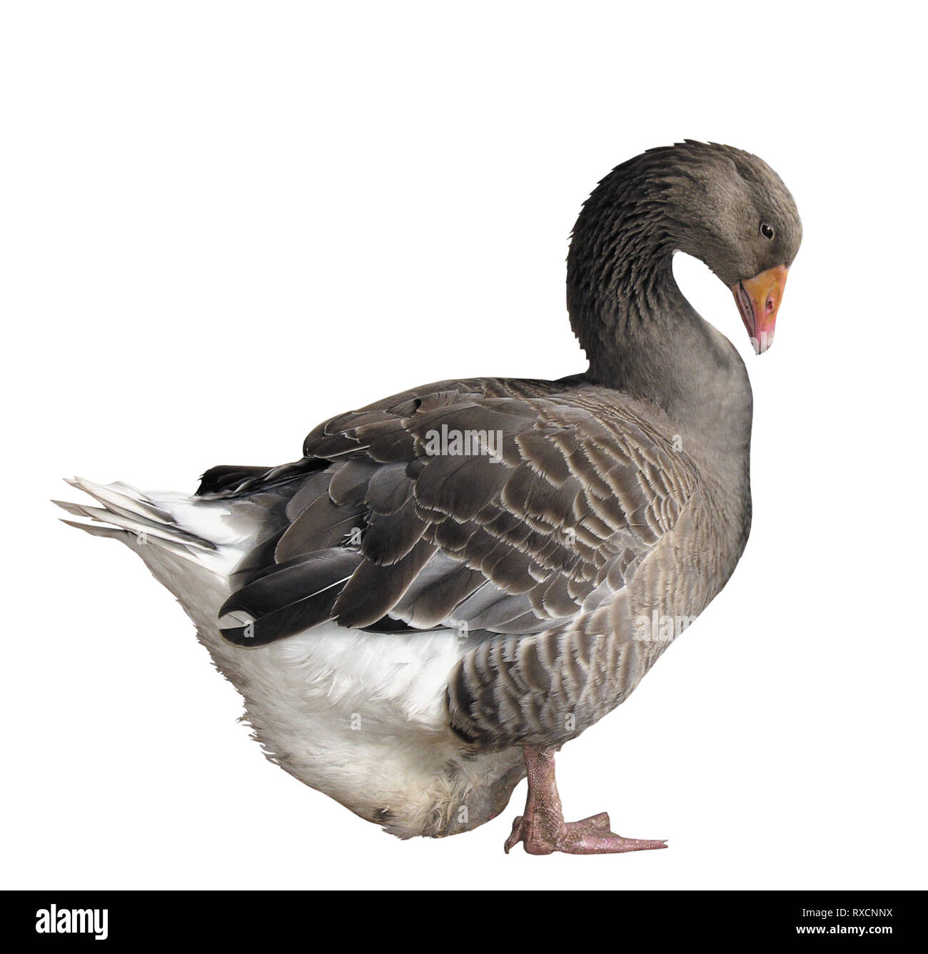 Geese isolated on white background Stock Photo - Alamy