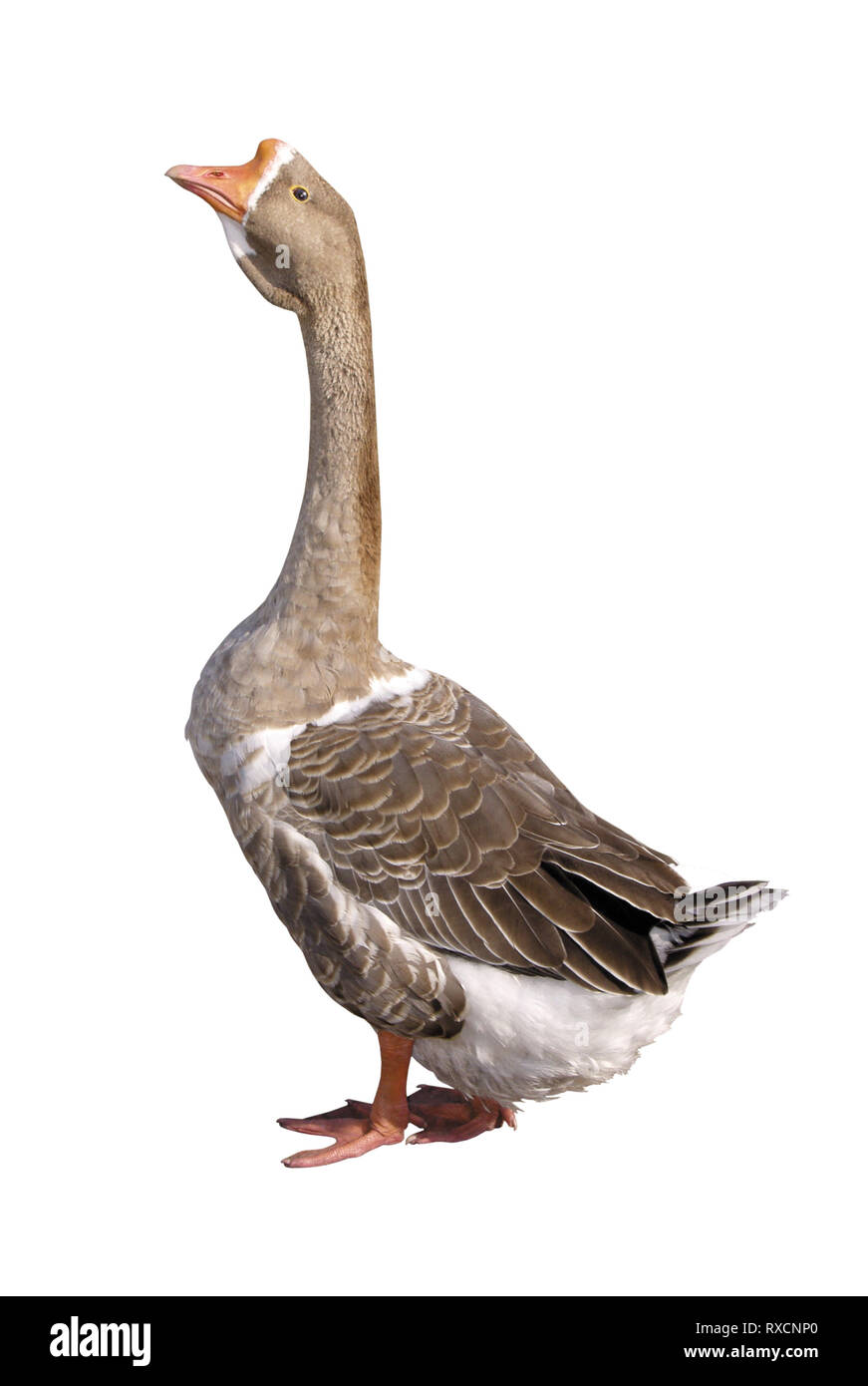 Geese isolated on white background Stock Photo - Alamy