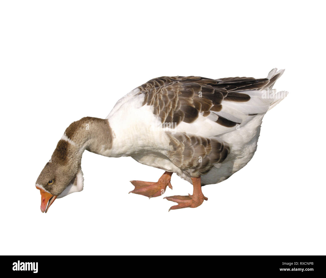 Geese isolated on white background Stock Photo - Alamy