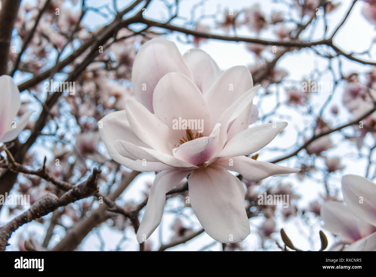 White magnolia flower tree at Dunedin Botanic Garden, South Island, New ...