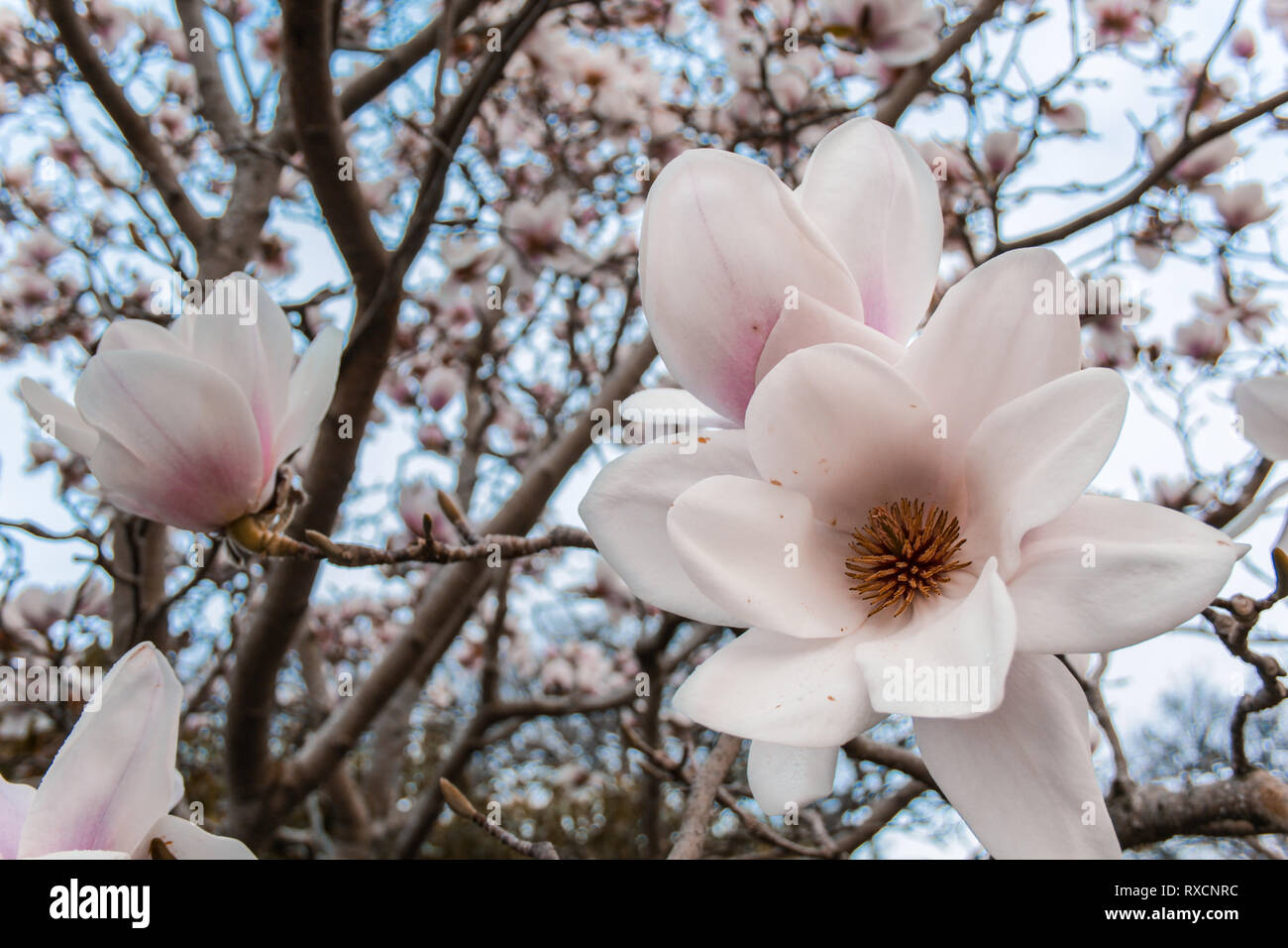 White magnolia flower tree at Dunedin Botanic Garden, South Island, New ...