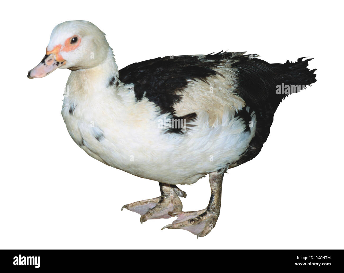 Duck isolated over white background Stock Photo - Alamy