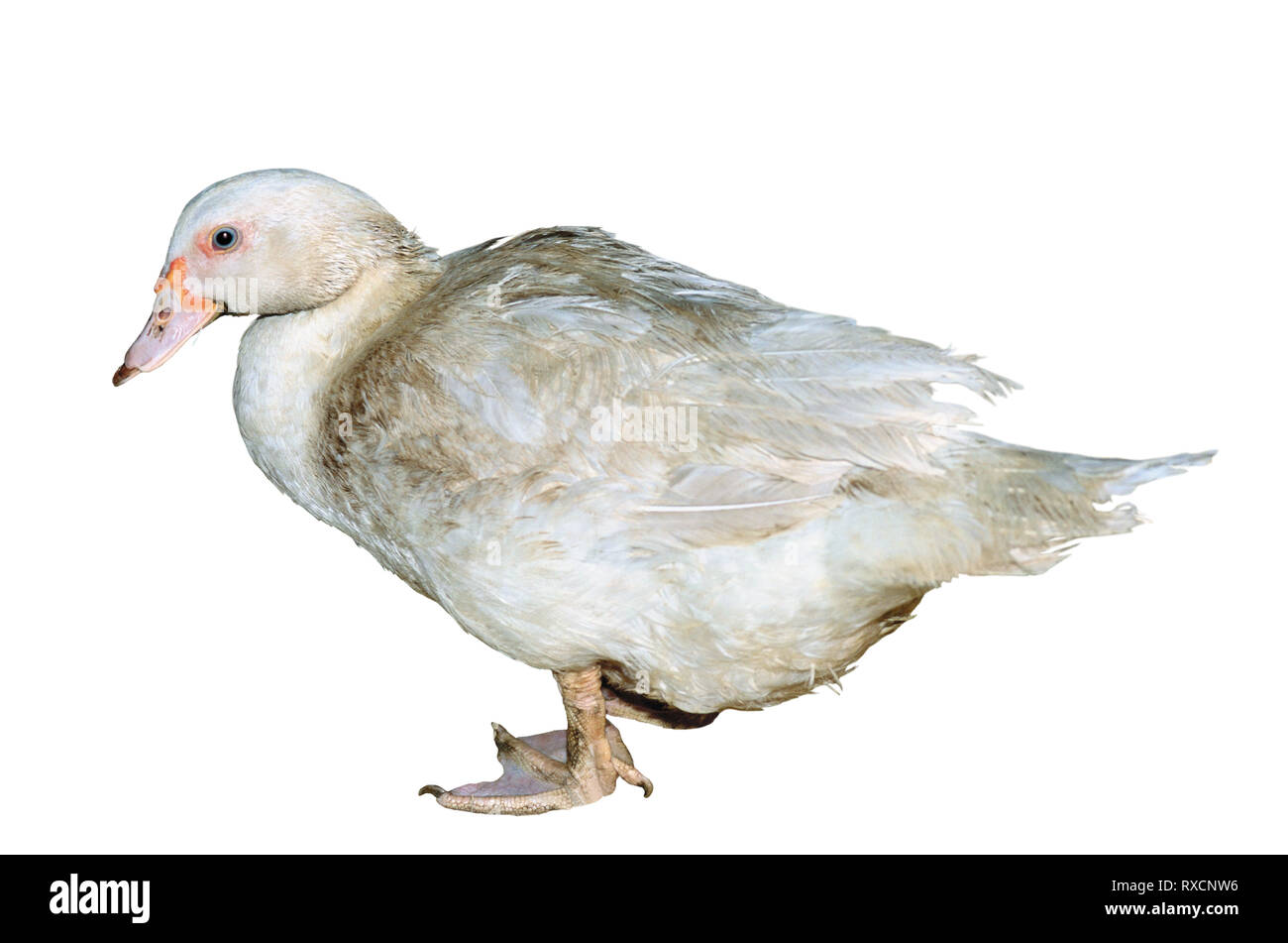 Duck feet Cut Out Stock Images & Pictures - Alamy