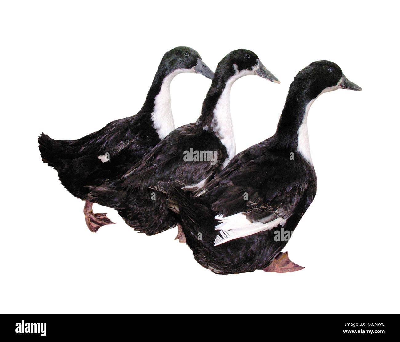 Yellow duck feet Cut Out Stock Images & Pictures - Alamy