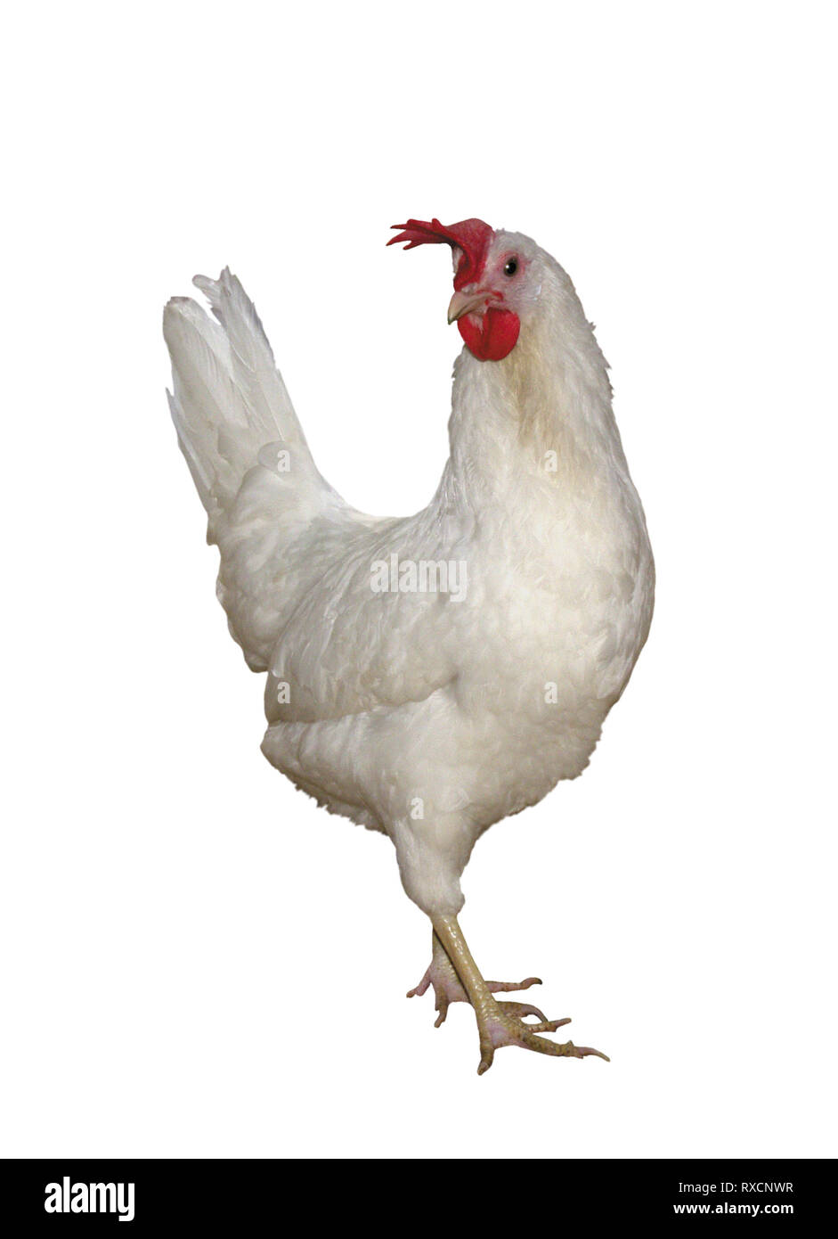 White Hen isolated on white background Stock Photo - Alamy