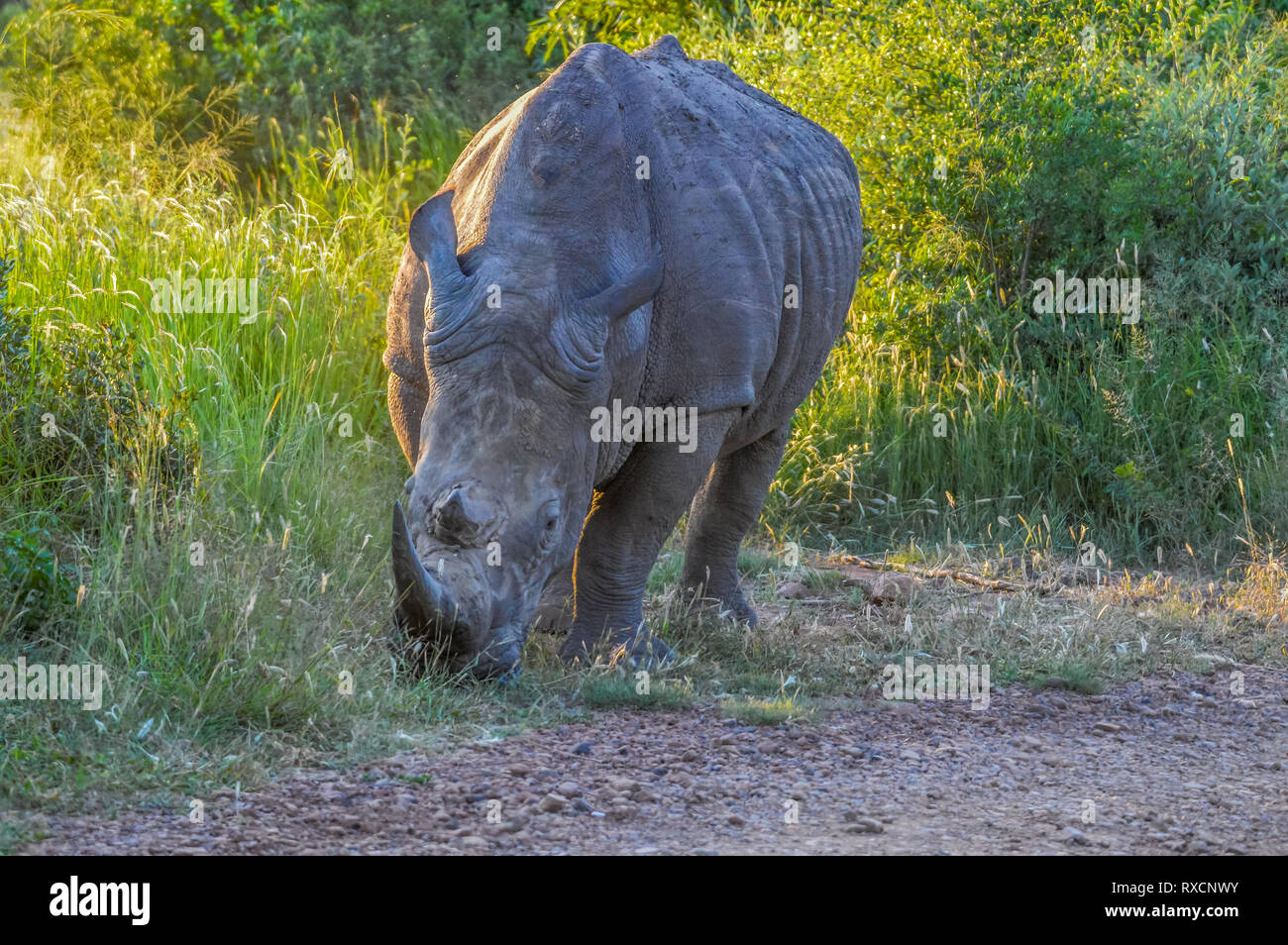 White rhino charging hi-res stock photography and images - Alamy