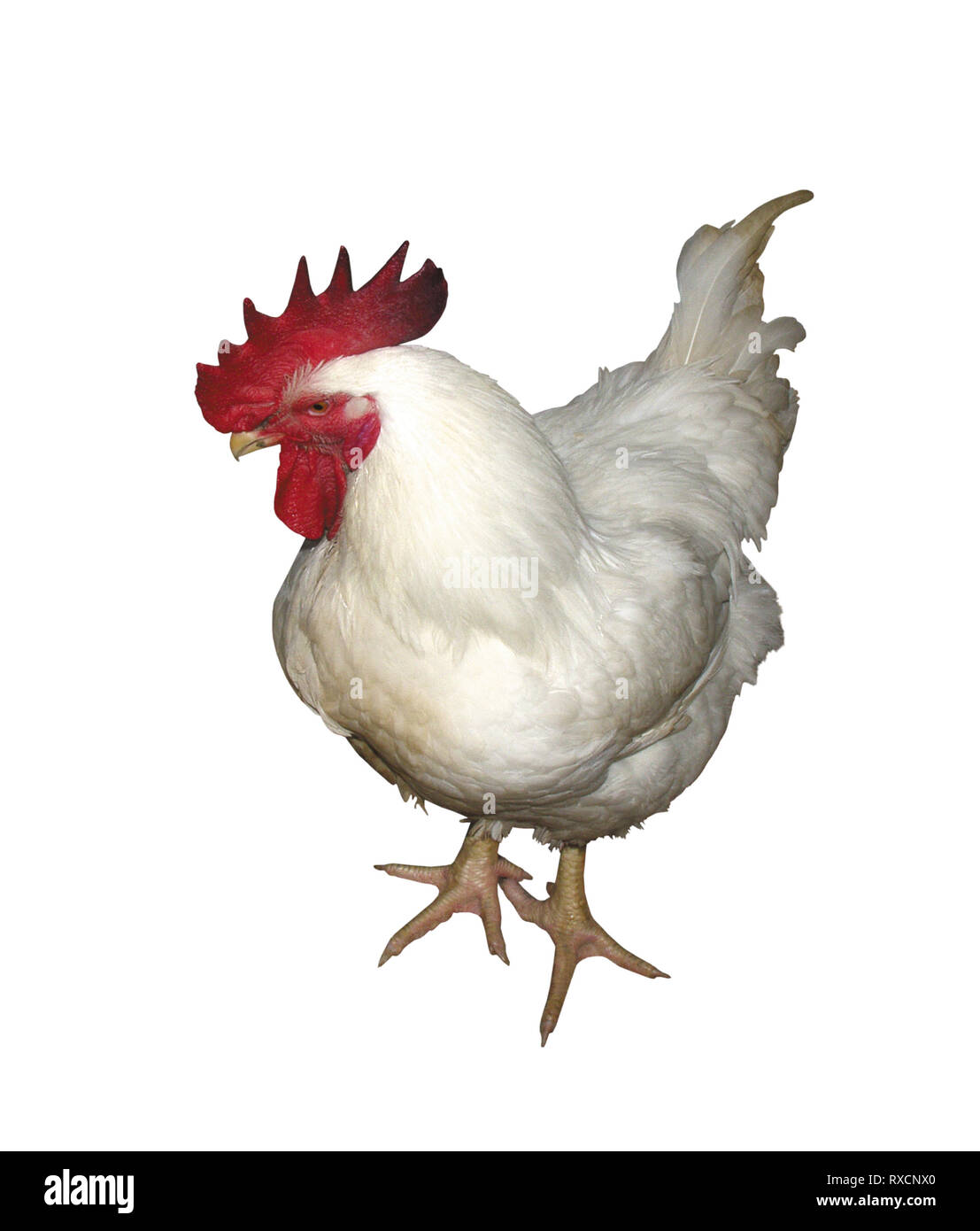 White Hen isolated on white background Stock Photo - Alamy