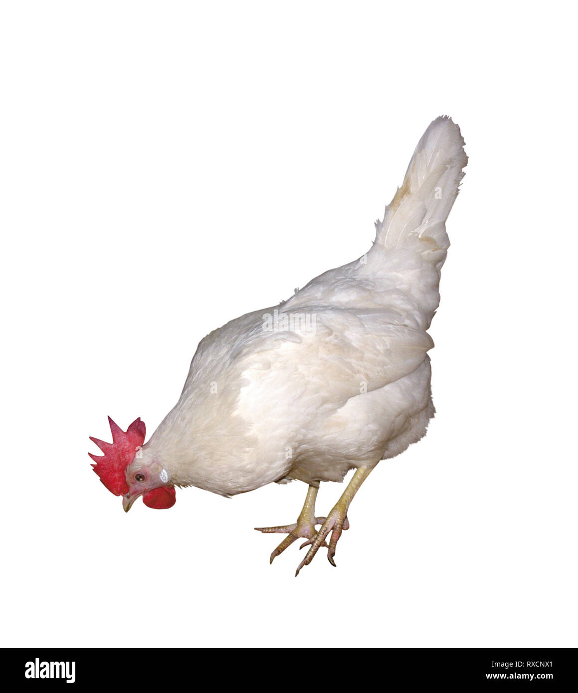 White Hen isolated on white background Stock Photo - Alamy
