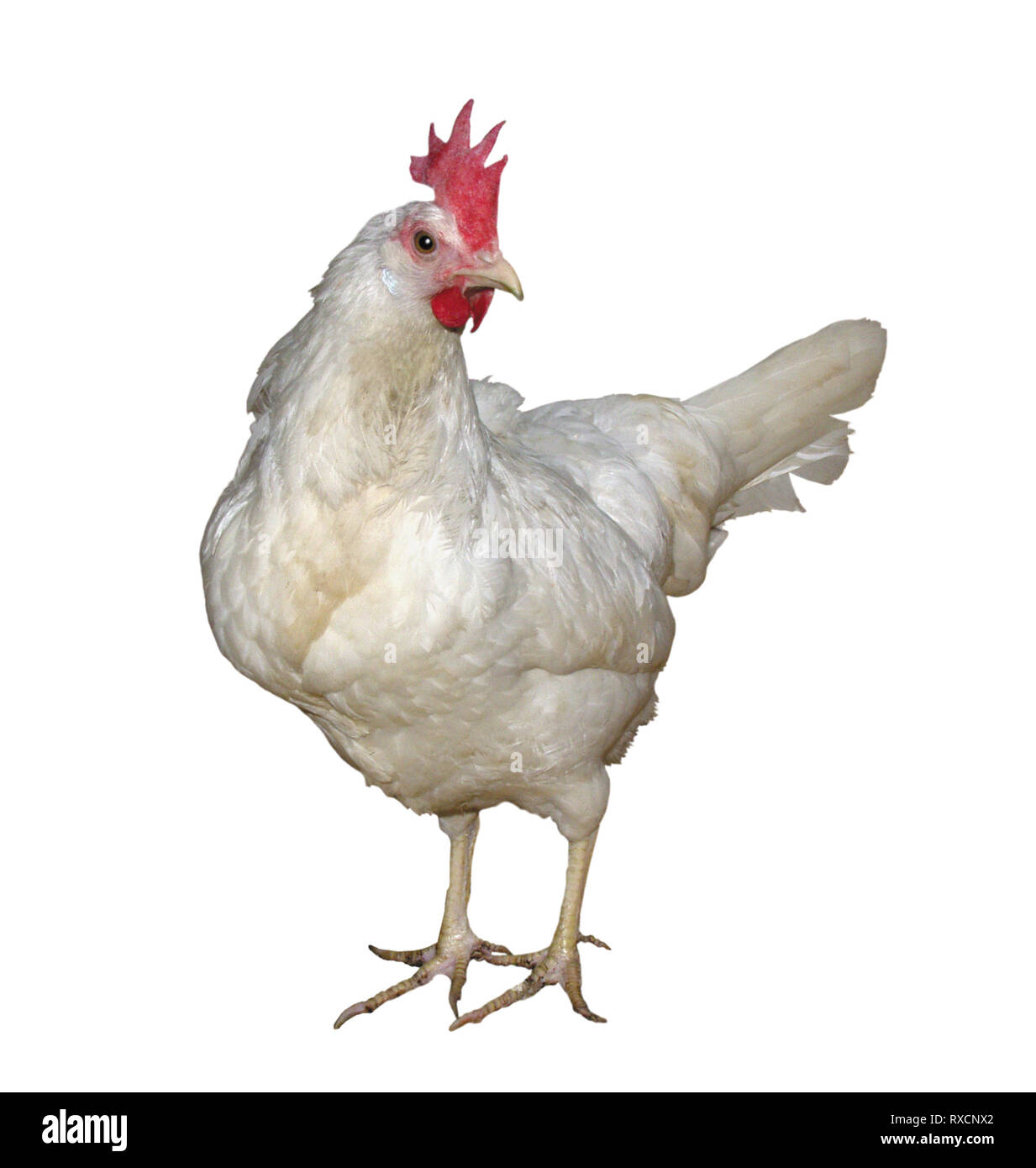 White Hen isolated on white background Stock Photo - Alamy