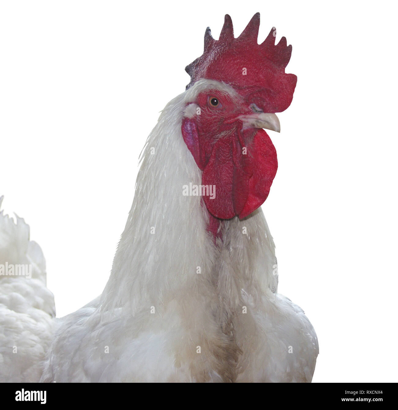 White Hen isolated on white background Stock Photo - Alamy