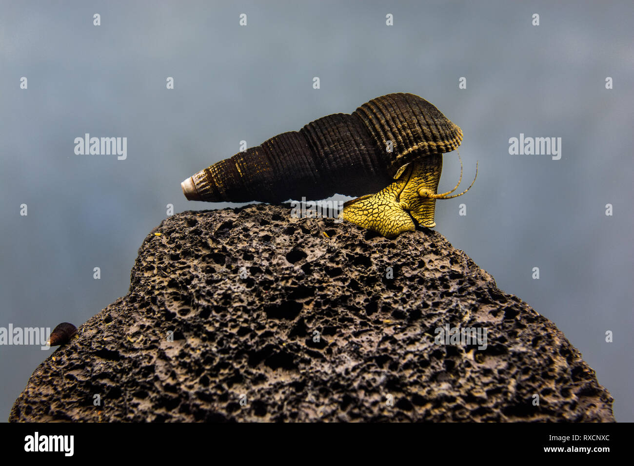 Sulawesi lake animals Stock Photo - Alamy