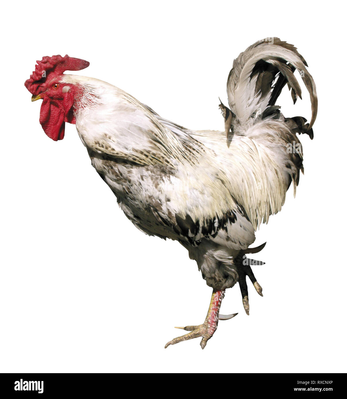 Rooster isolated on white background Stock Photo - Alamy