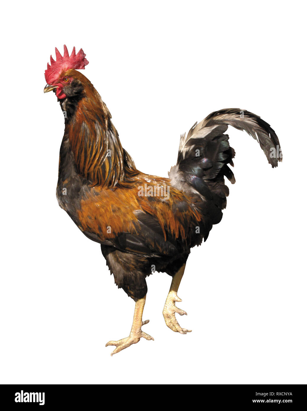 Rooster isolated on white background Stock Photo - Alamy