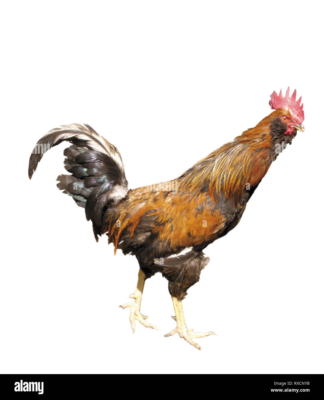 Rooster isolated on white background Stock Photo - Alamy