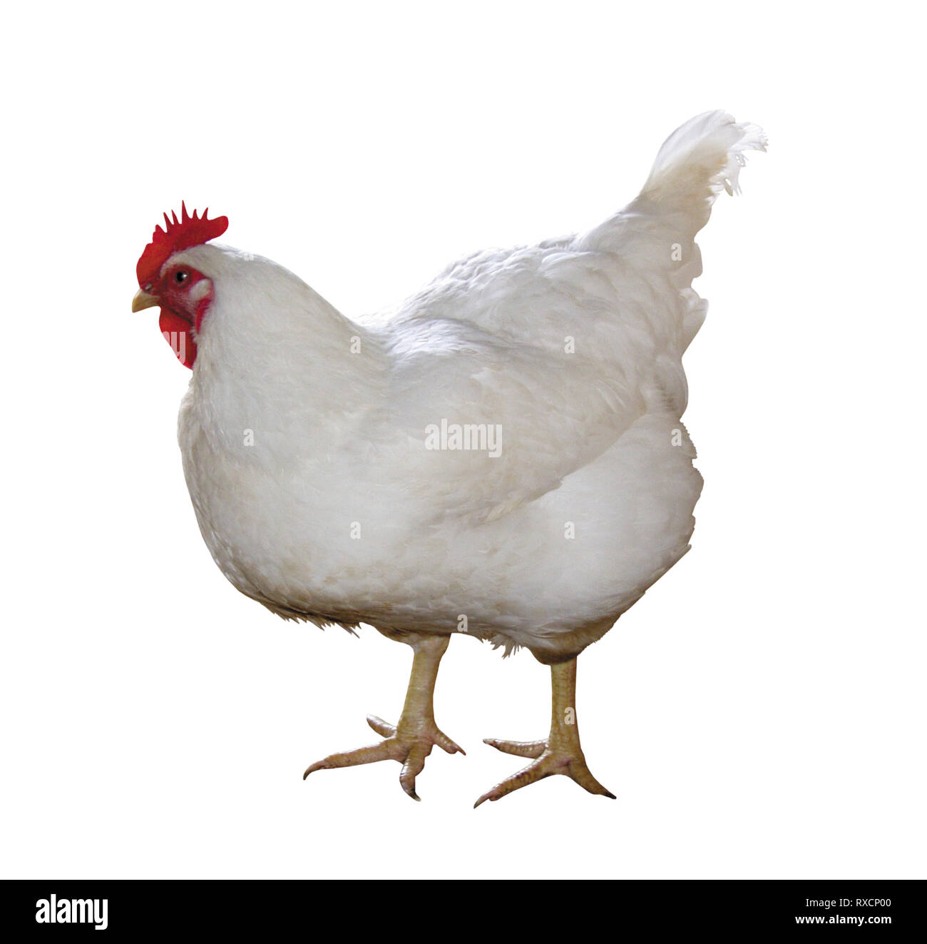 White Hen isolated on white background Stock Photo - Alamy