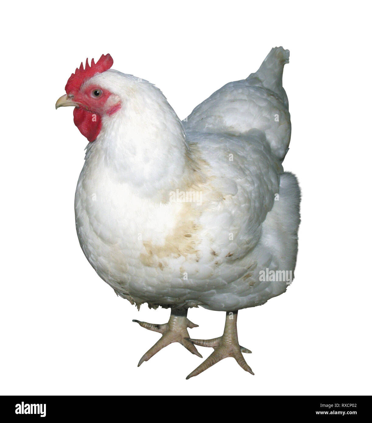 White Hen isolated on white background Stock Photo - Alamy