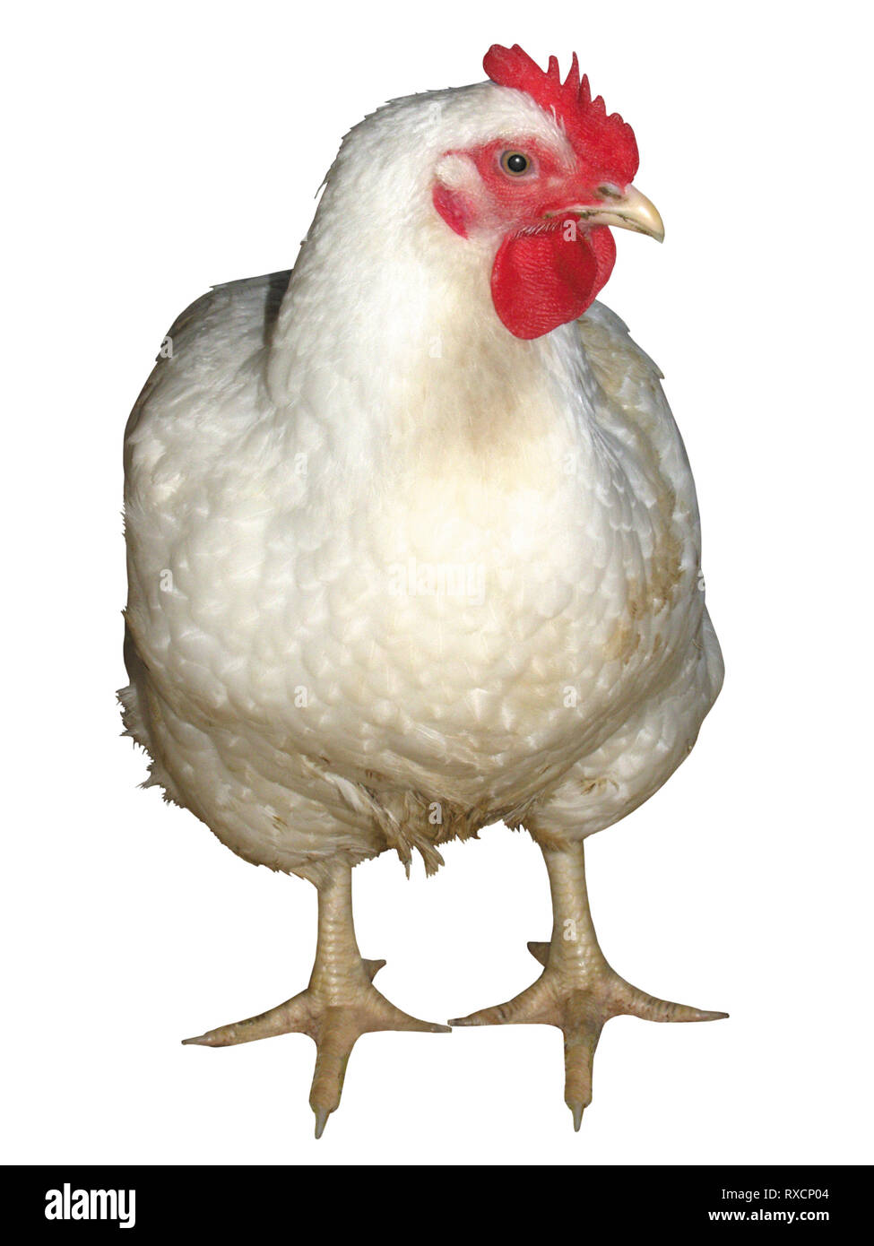 White Hen isolated on white background Stock Photo - Alamy